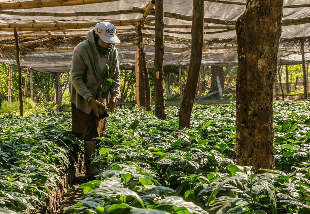 Coffe planting - Finca Medina